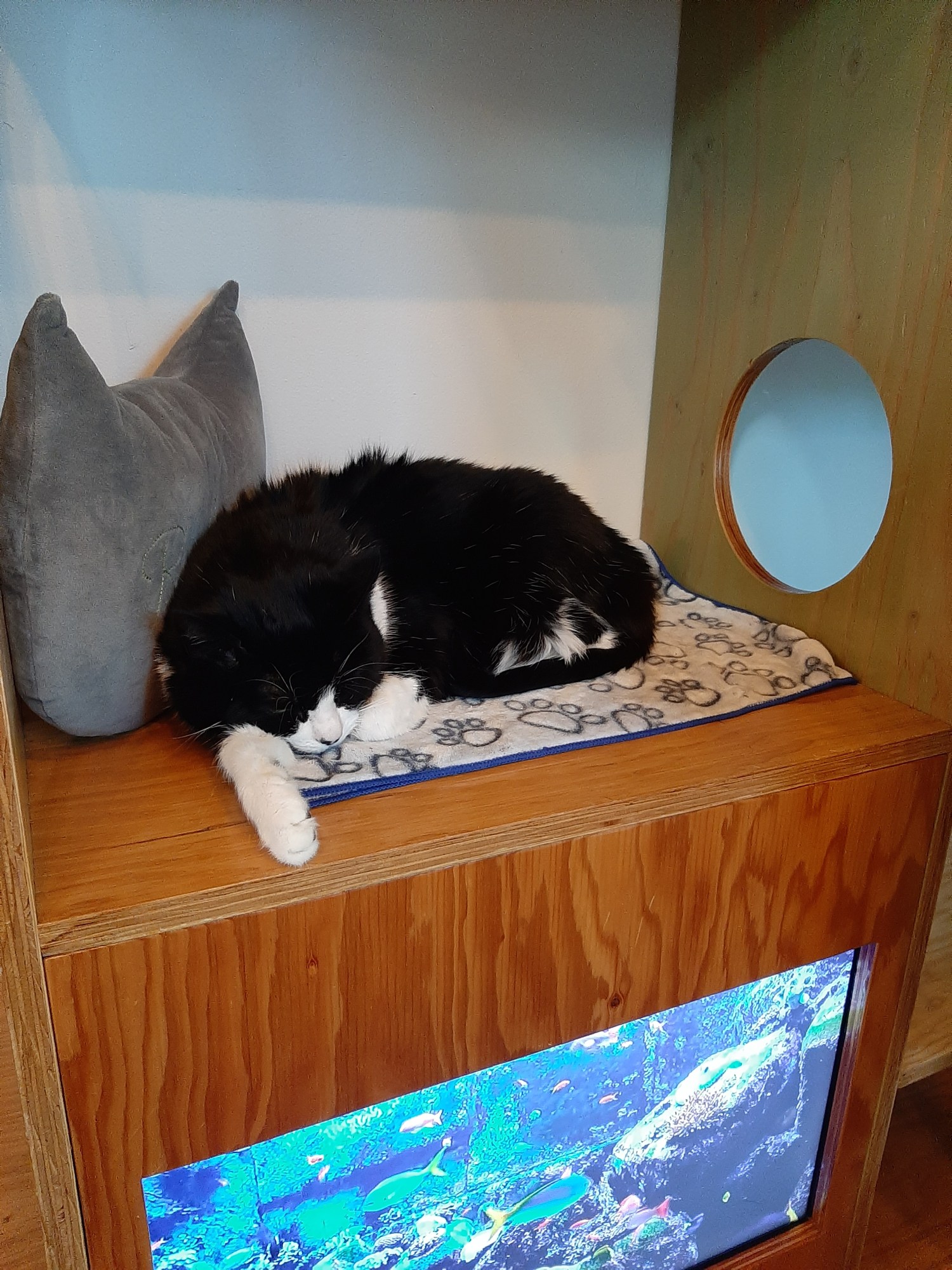 3 BEST Animal Cafes to Visit in Vancouver, BC – Thoughts to Writings