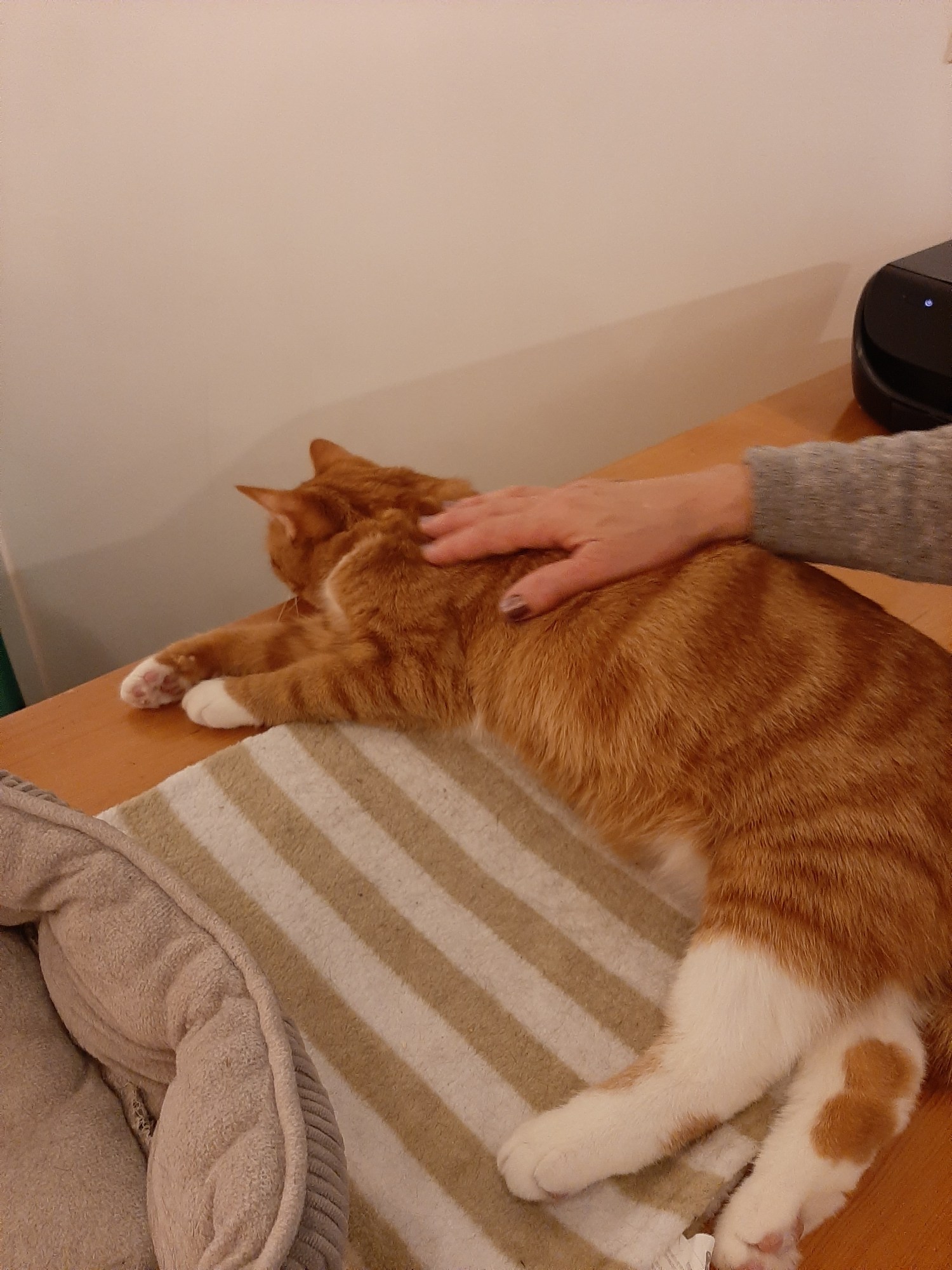 3 BEST Animal Cafes to Visit in Vancouver, BC – Thoughts to Writings