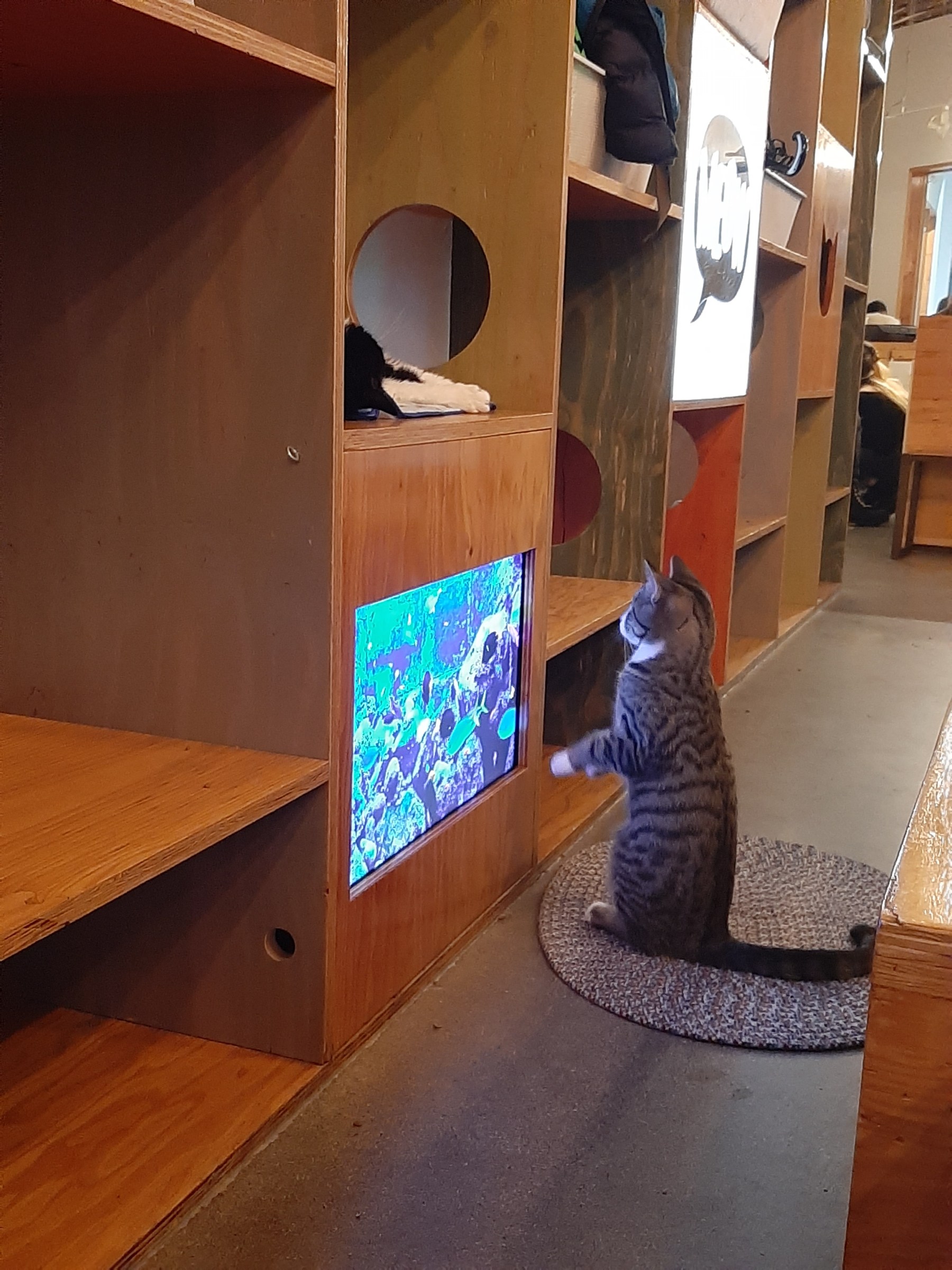 3 BEST Animal Cafes to Visit in Vancouver, BC – Thoughts to Writings