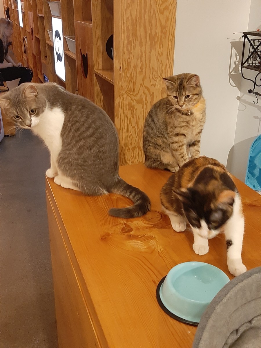 3 BEST Animal Cafes to Visit in Vancouver, BC – Thoughts to Writings