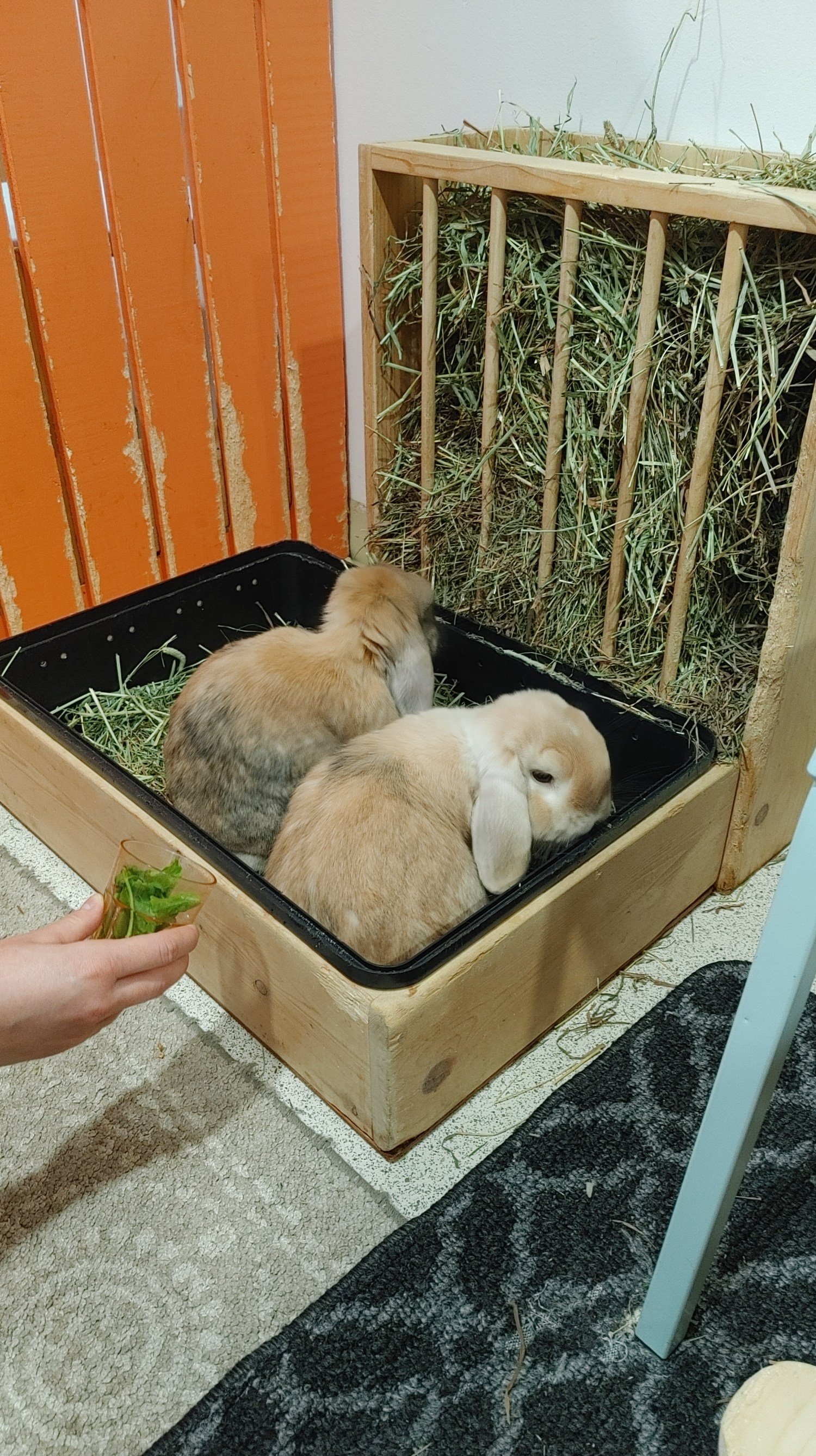 3 BEST Animal Cafes to Visit in Vancouver, BC – Thoughts to Writings